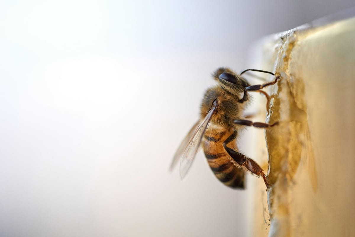 Bees Are Dying in Record Droves. That's Bad for The Food Supply.